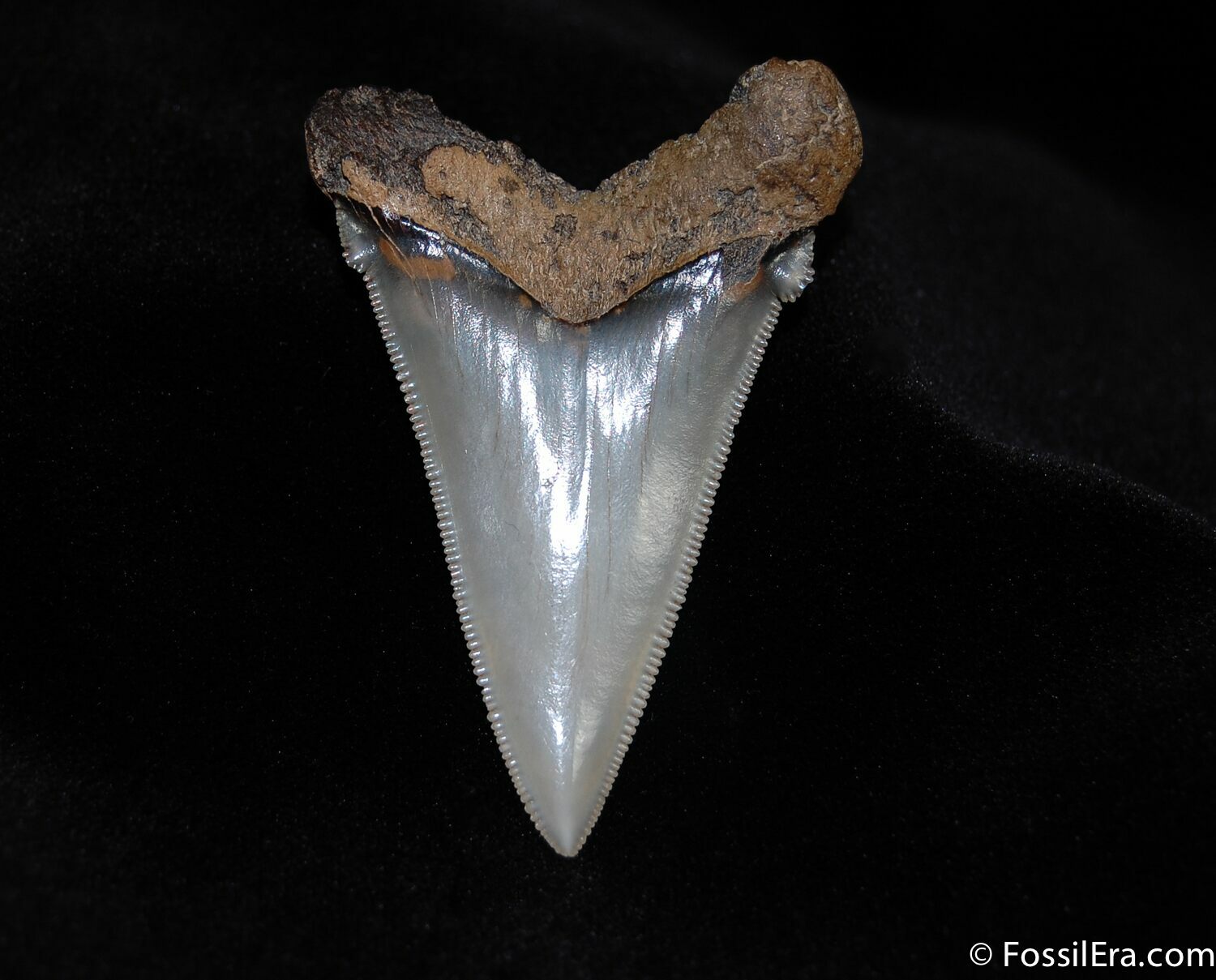 DAGGER! ANGUSTIDEN TOOTH For Sale (#132) - FossilEra.com