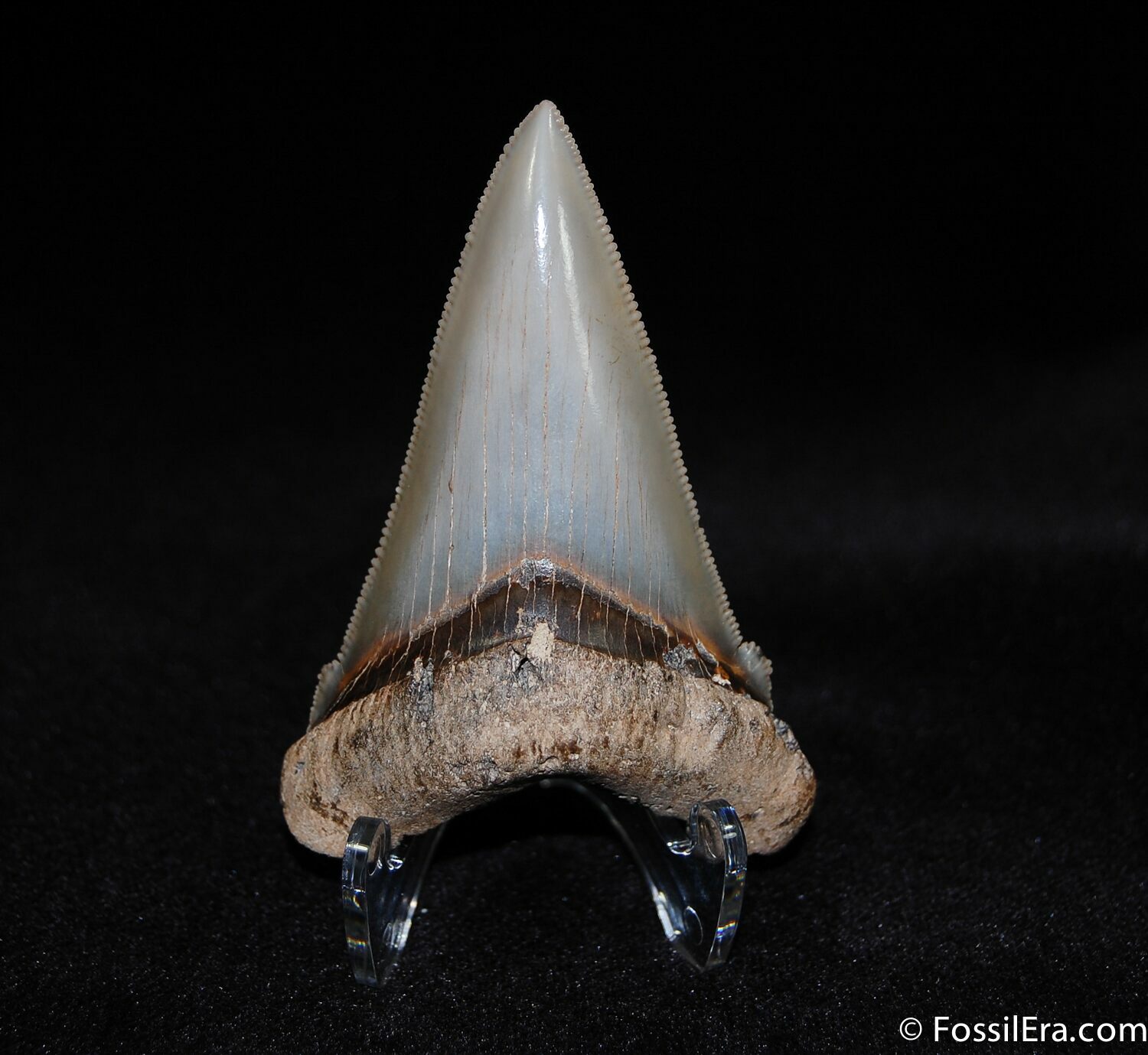 DAGGER! ANGUSTIDEN TOOTH For Sale (#132) - FossilEra.com