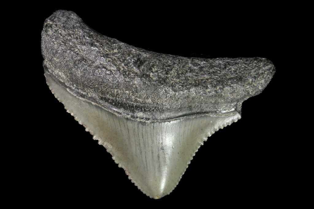 1-3 Inch Fossil Megalodon Teeth For Sale - FossilEra.com