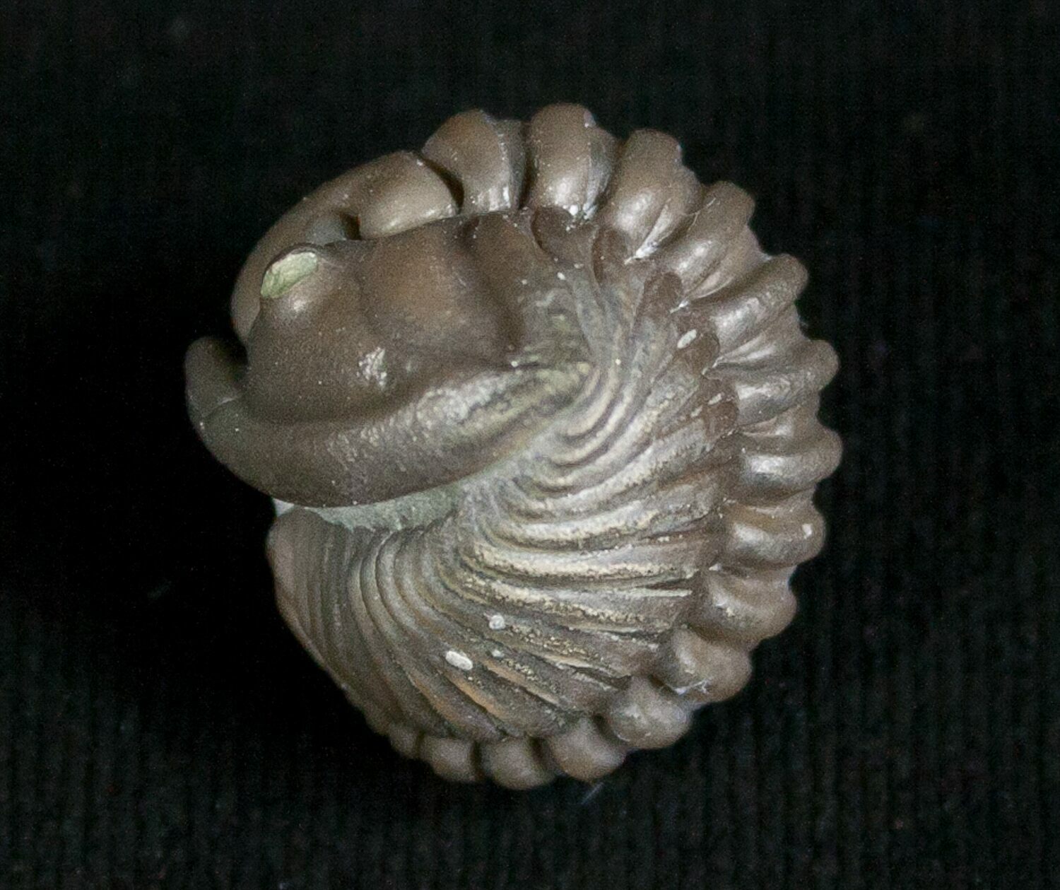 Nicely Enrolled Flexicalymene Trilobite - 3D For Sale (#5884 ...