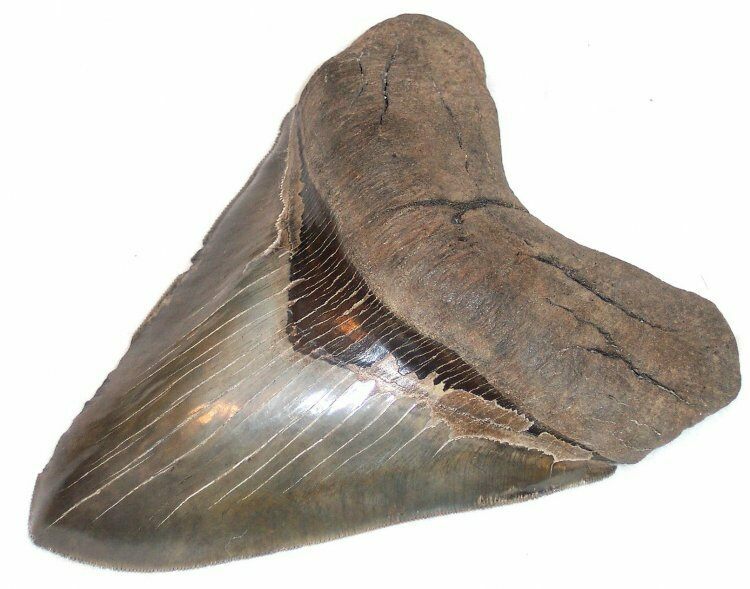6.70" Megalodon Tooth From South Carolina - Incredibly Rare! For Sale ...