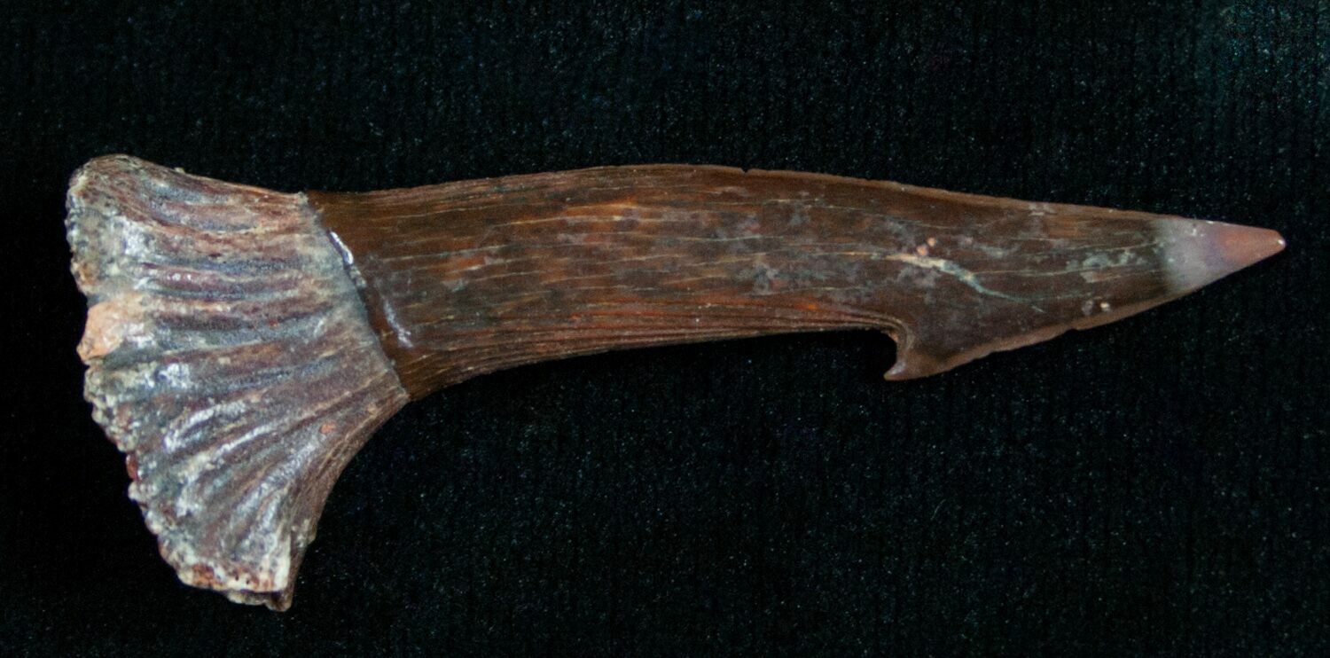 Superb 1.54" Onchopristis Tooth/Barb For Sale (#5938) - FossilEra.com