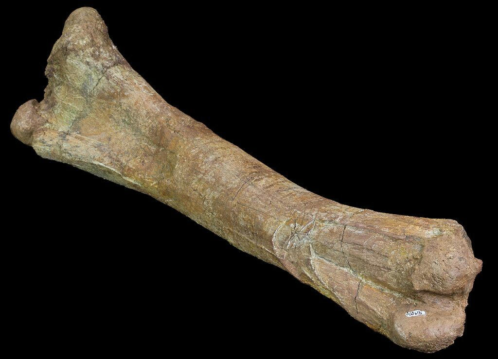 15" Fossil Hadrosaur (Kritosaurus) Femur - Aguja Formation, Texas For ...