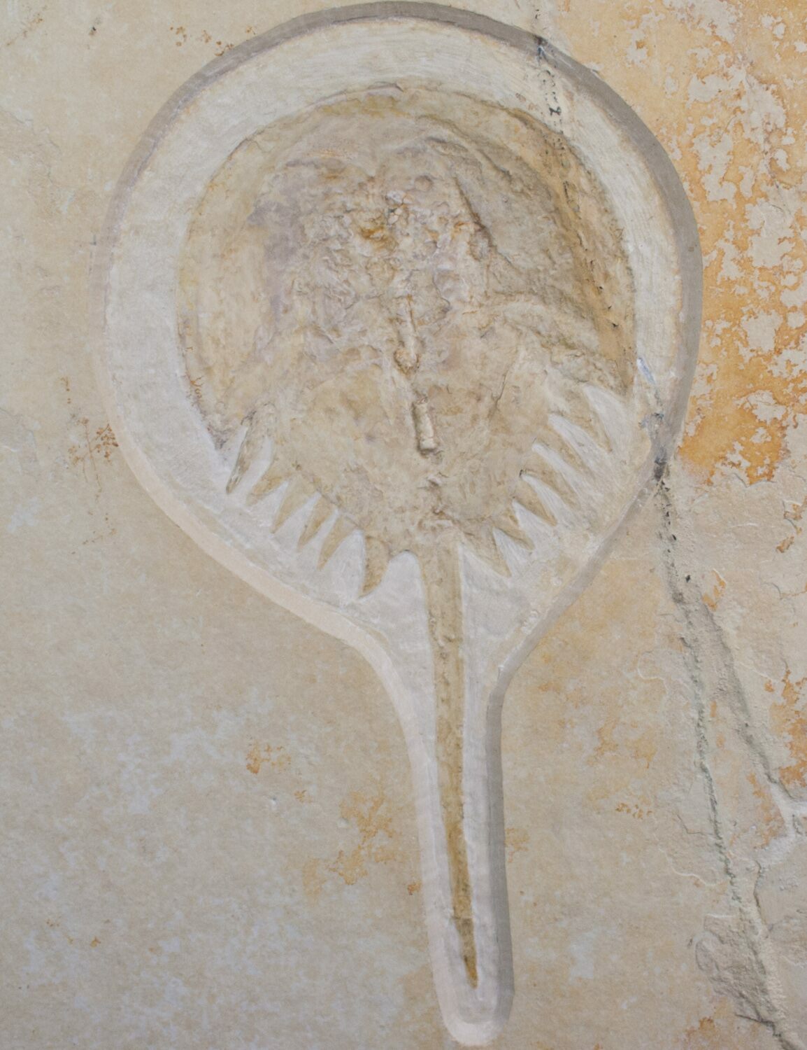 5.3" Horseshoe Crab (Mesolimulus walchi) - Solnhofen For Sale (#5942 ...