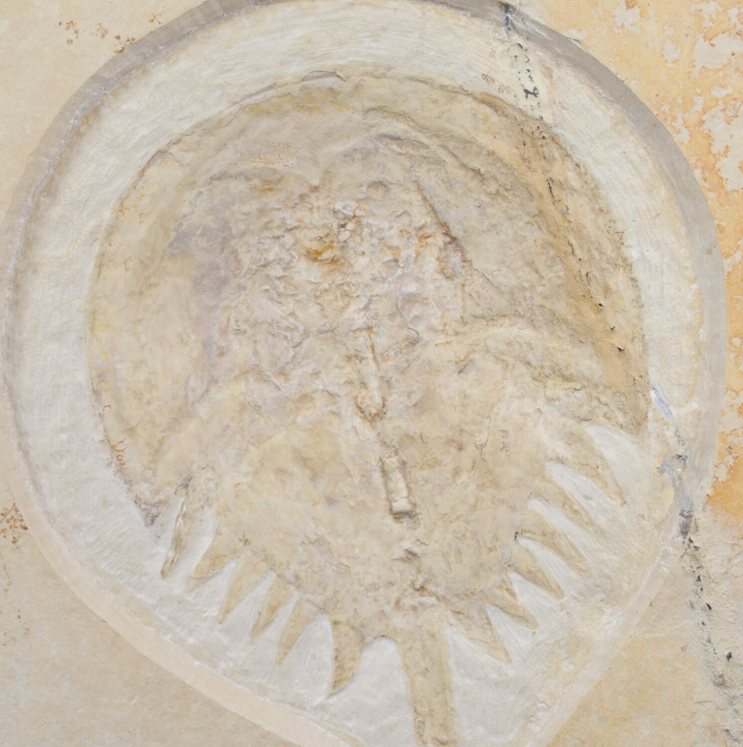 5.3" Horseshoe Crab (Mesolimulus walchi) - Solnhofen For Sale (#5942 ...