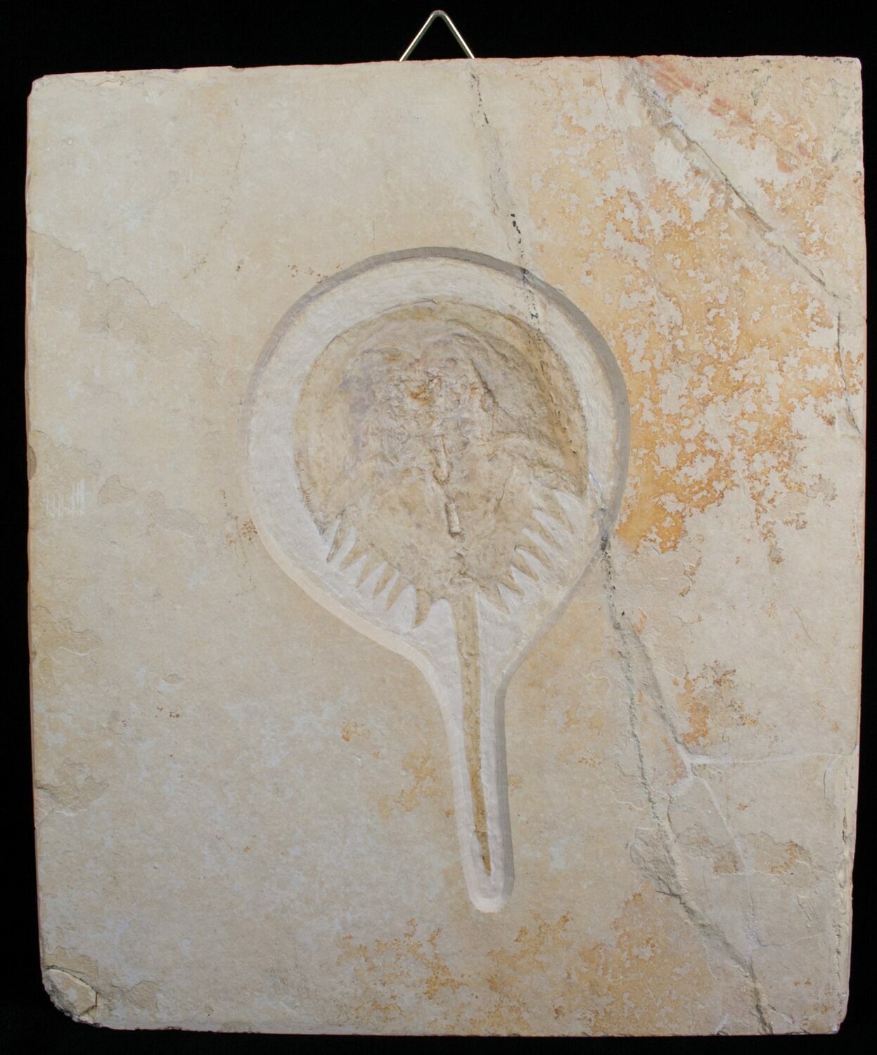 5.3" Horseshoe Crab (Mesolimulus walchi) - Solnhofen For Sale (#5942 ...