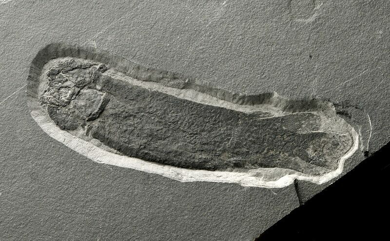 Rare Devonian Lungfish (Dipterus) From Scotland For Sale (#5967 ...