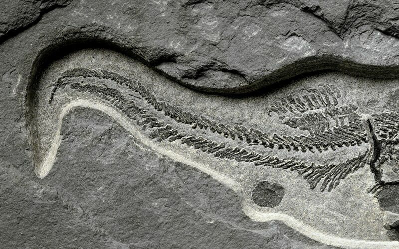 Museum Quality Armored Fish Fossil - Scotland For Sale (#5968 ...