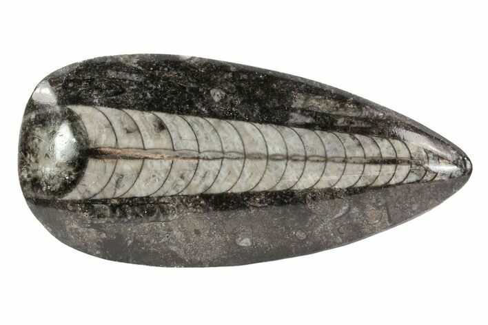 Polished Orthoceras (Cephalopod) - 3.5" Long For Sale (#77496 ...