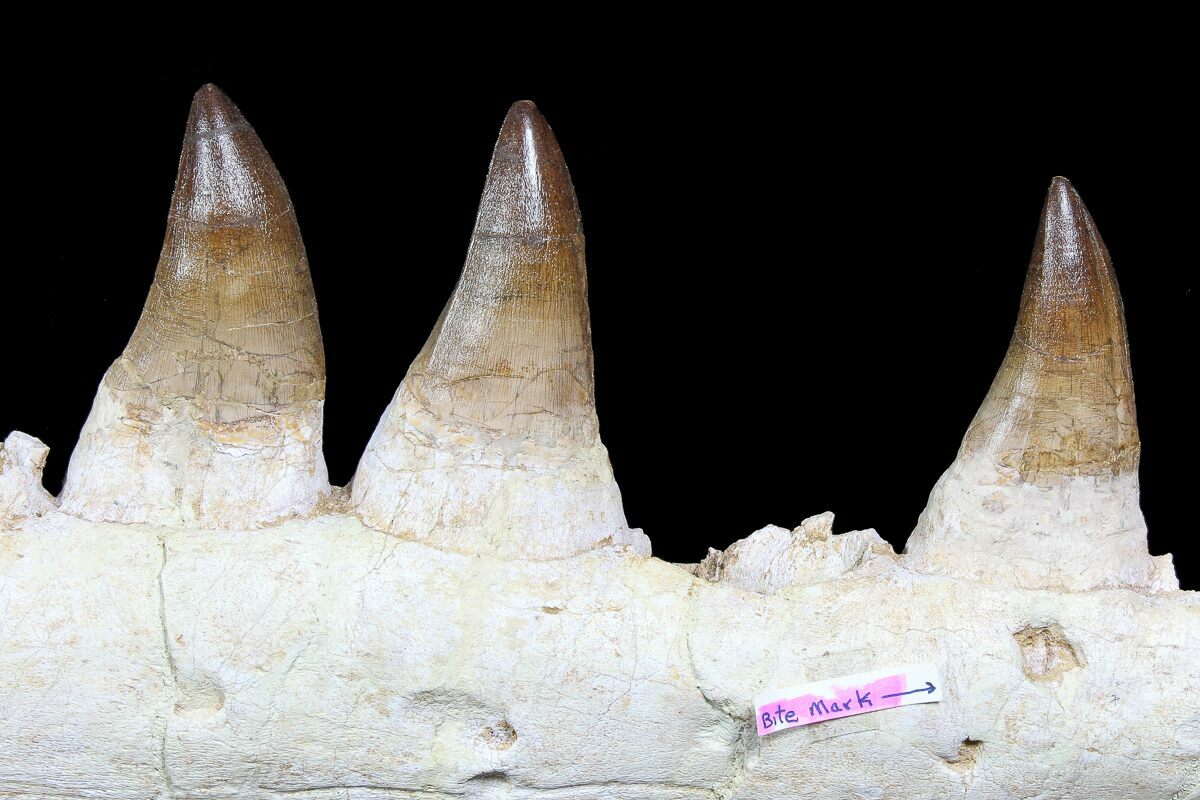 Massive, 25" Mosasaur (Prognathodon) Jaw - With Huge Bite Mark! For ...