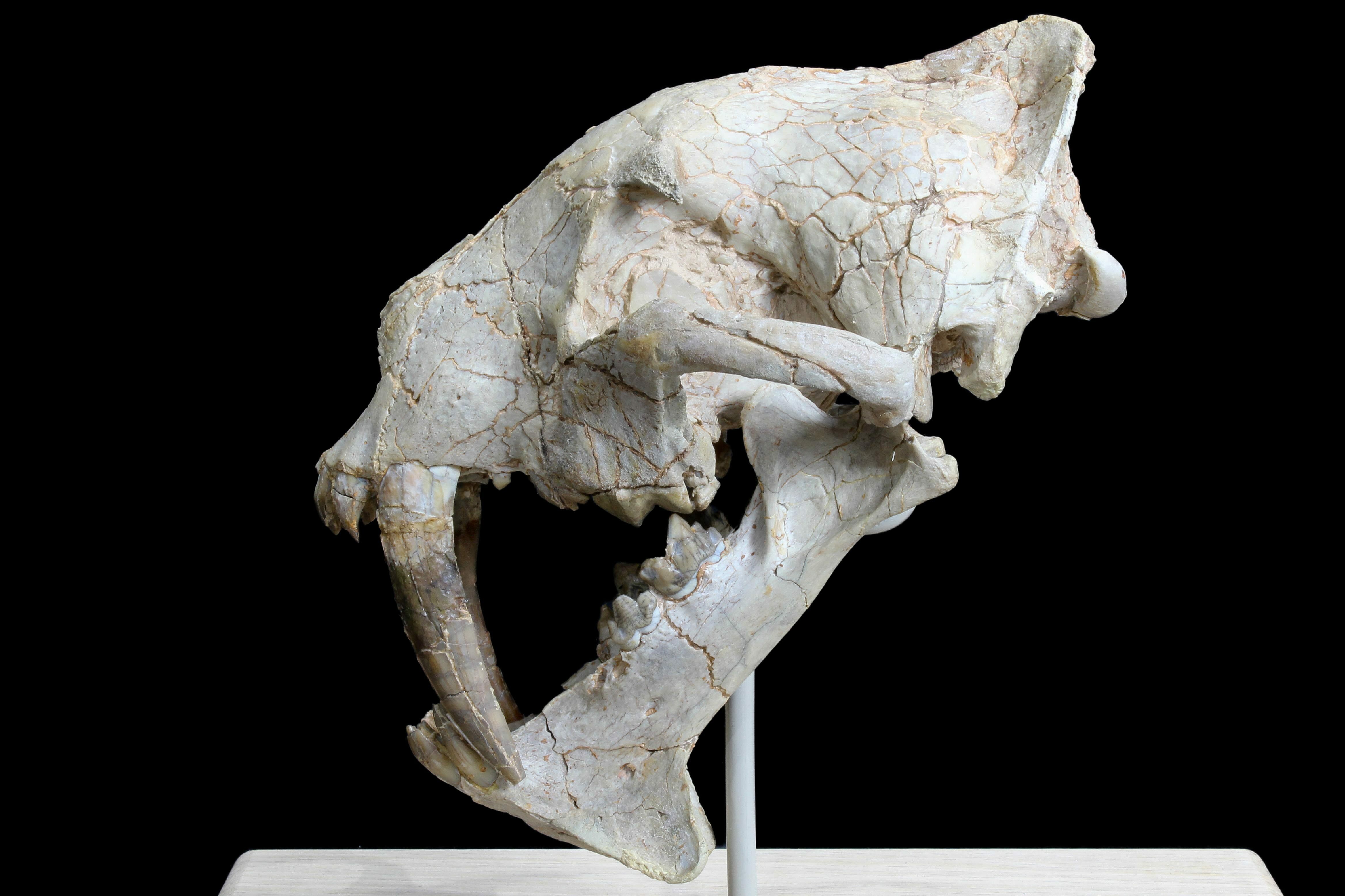 7" False Saber-Tooth Cat (Hoplophoneus) Skull - South Dakota For Sale ...