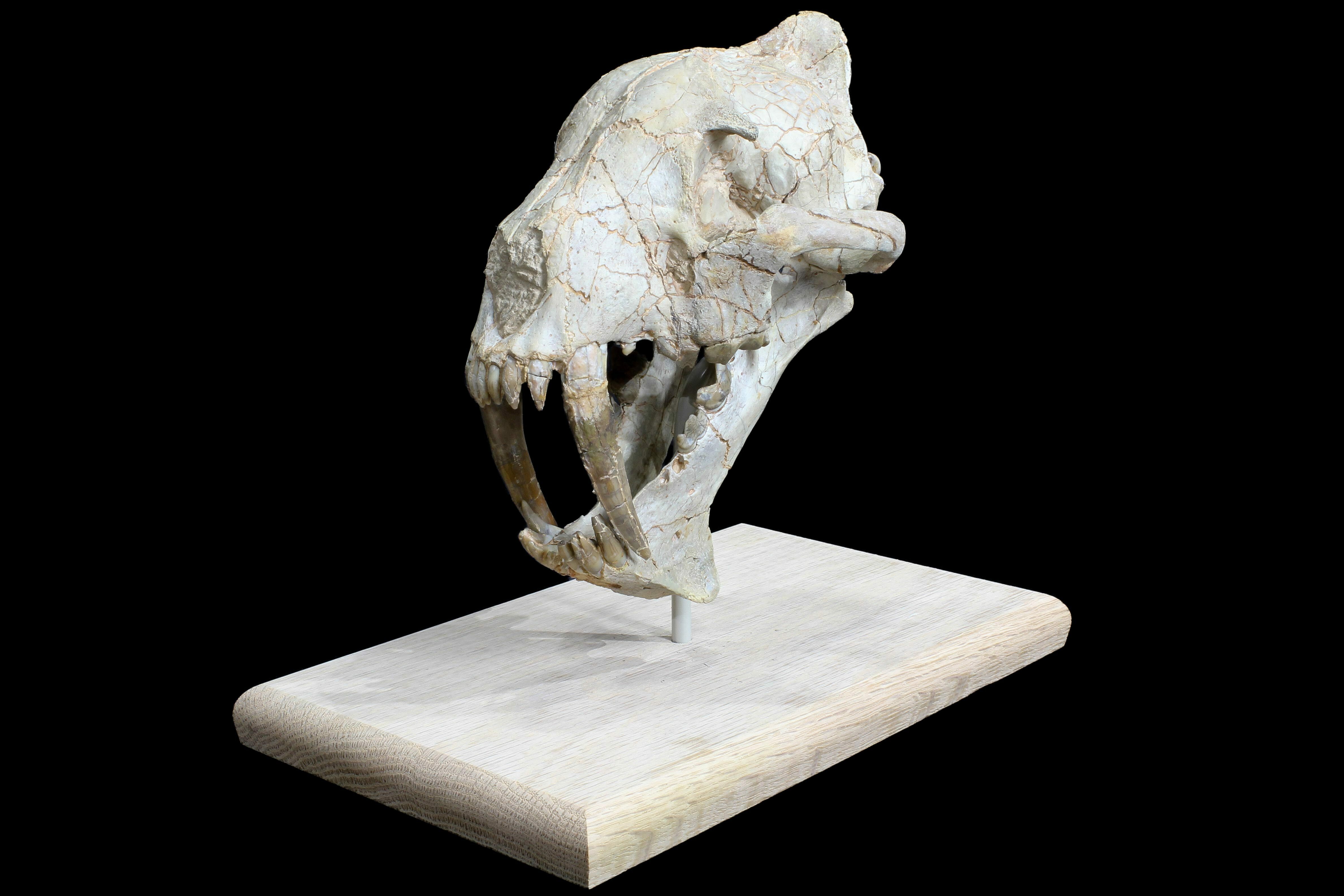 7" False Saber-Tooth Cat (Hoplophoneus) Skull - South Dakota For Sale ...