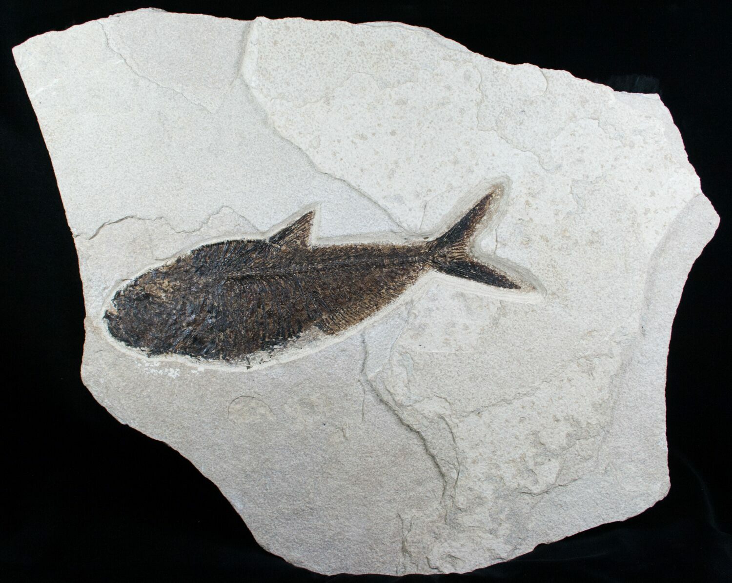 Large 10.5" Diplomystus Fish Fossil For Sale (#6028) - FossilEra.com