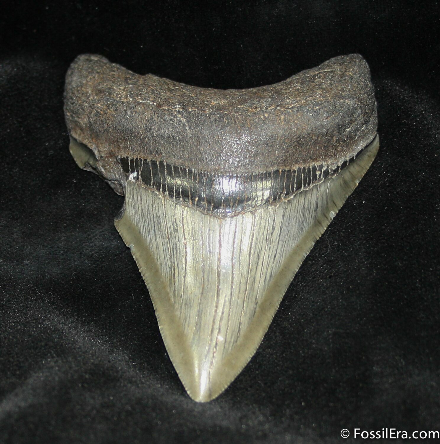 Beautiful 3.11 Megalodon Tooth For Sale (#939) - FossilEra.com