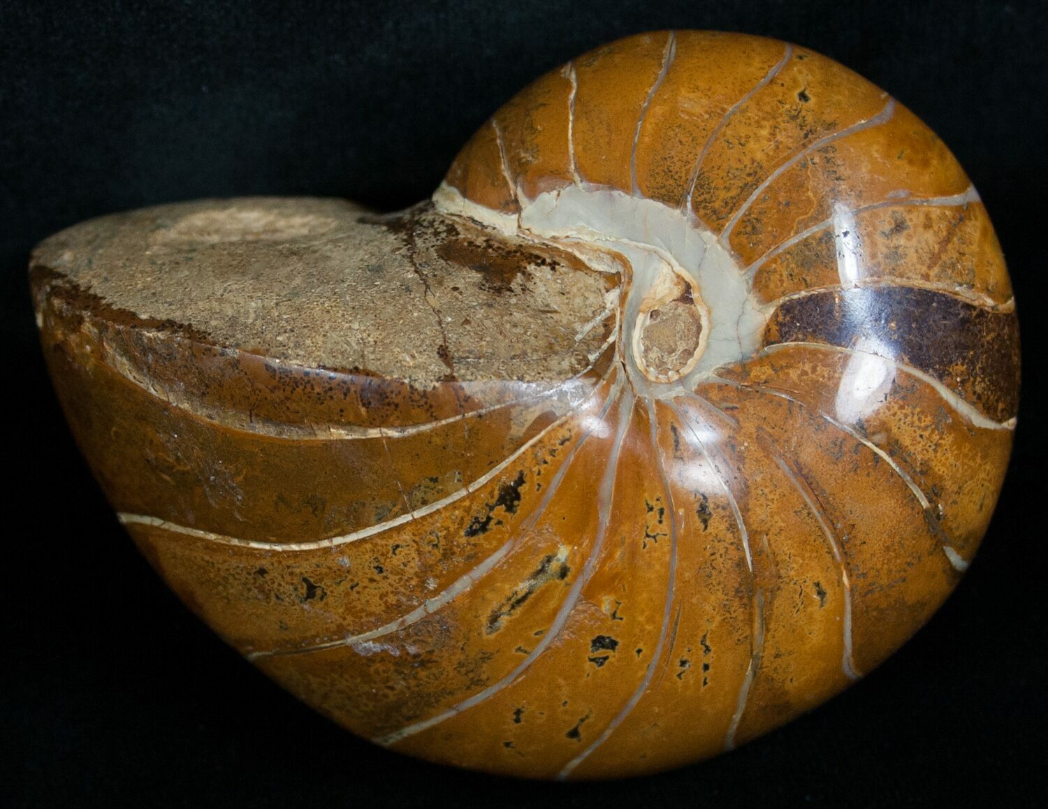 Nautilus Fossil From Madagascar - 2.95" For Sale (#6037) - FossilEra.com