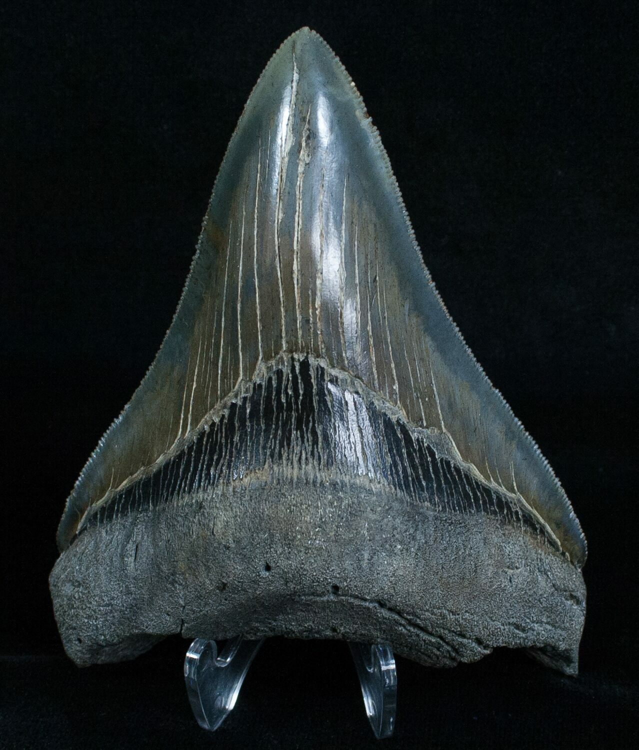 Razor Sharp Megalodon Tooth - 4.04" For Sale (#6067) - FossilEra.com