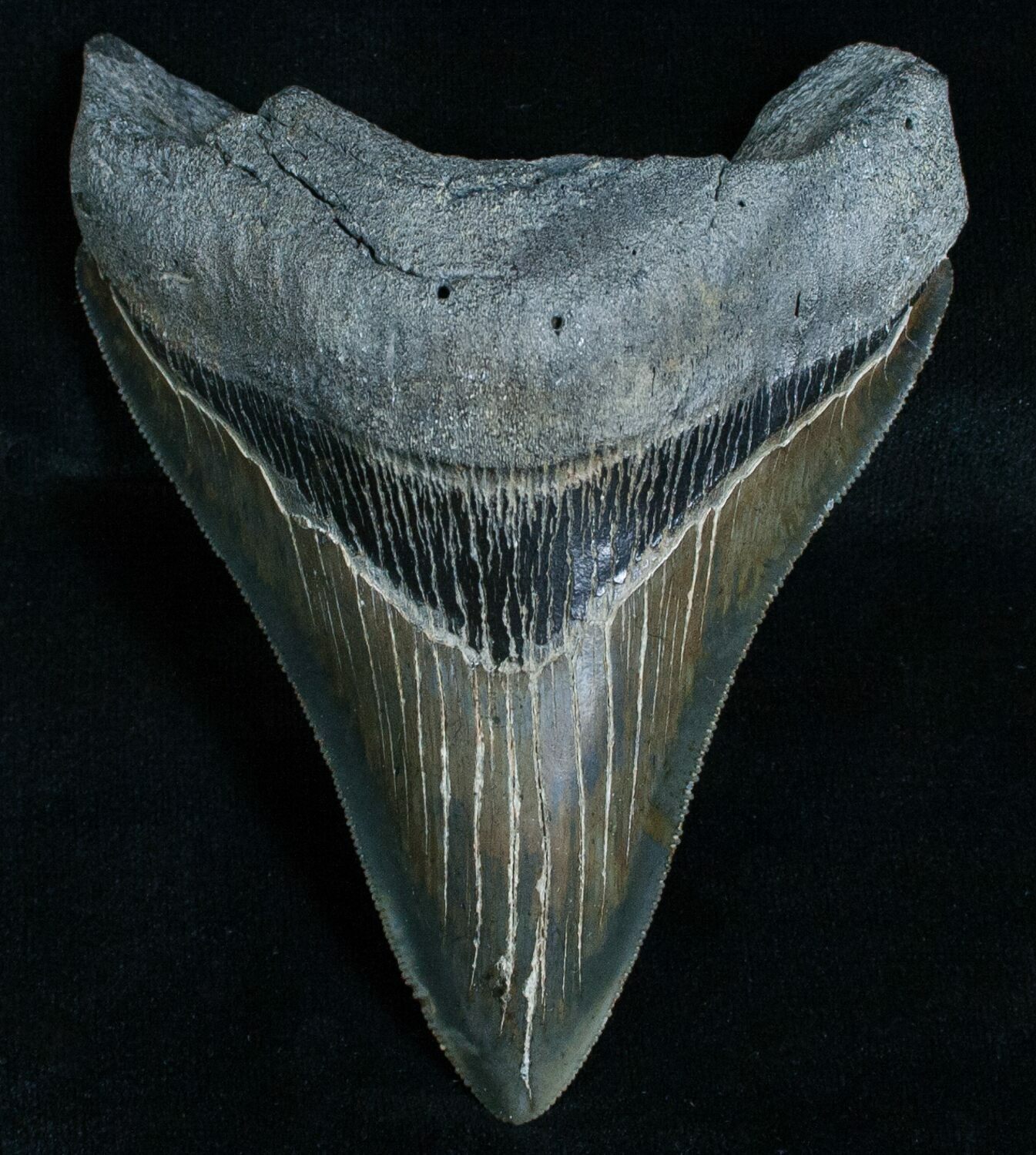 Razor Sharp Megalodon Tooth - 4.04" For Sale (#6067) - FossilEra.com
