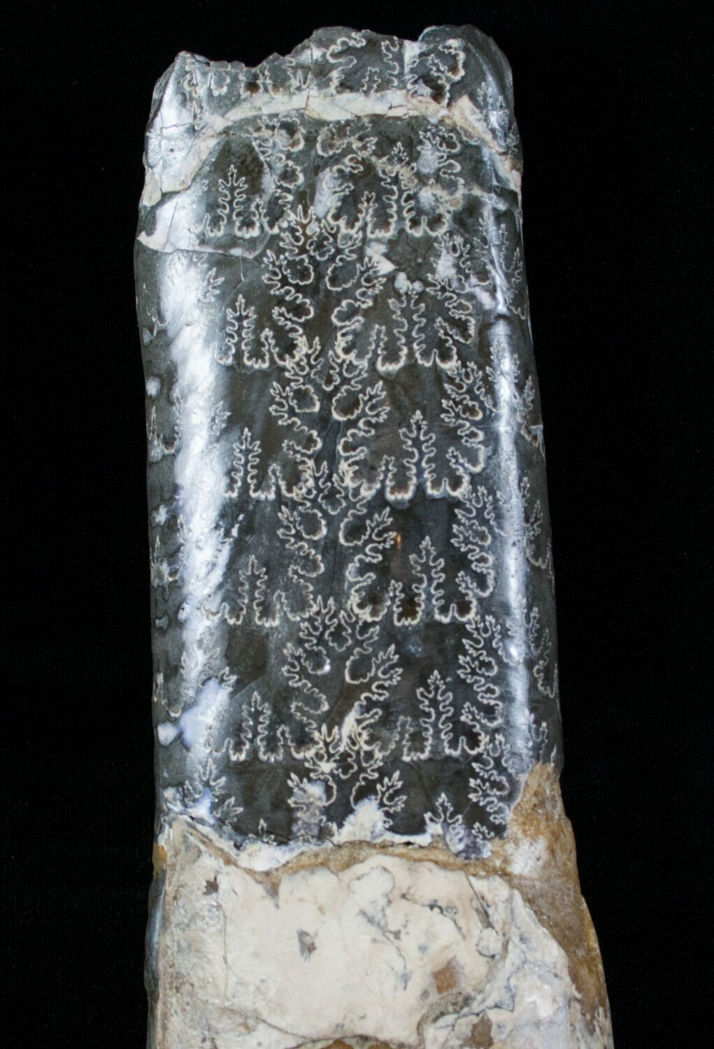 14" Baculite & Ammonite Specimen - South Dakota For Sale (#6099 ...