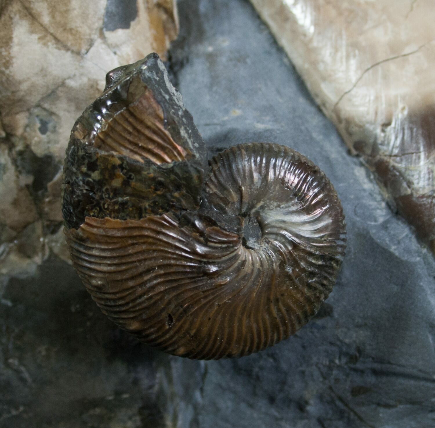 14" Baculite & Ammonite Specimen - South Dakota For Sale (#6099 ...