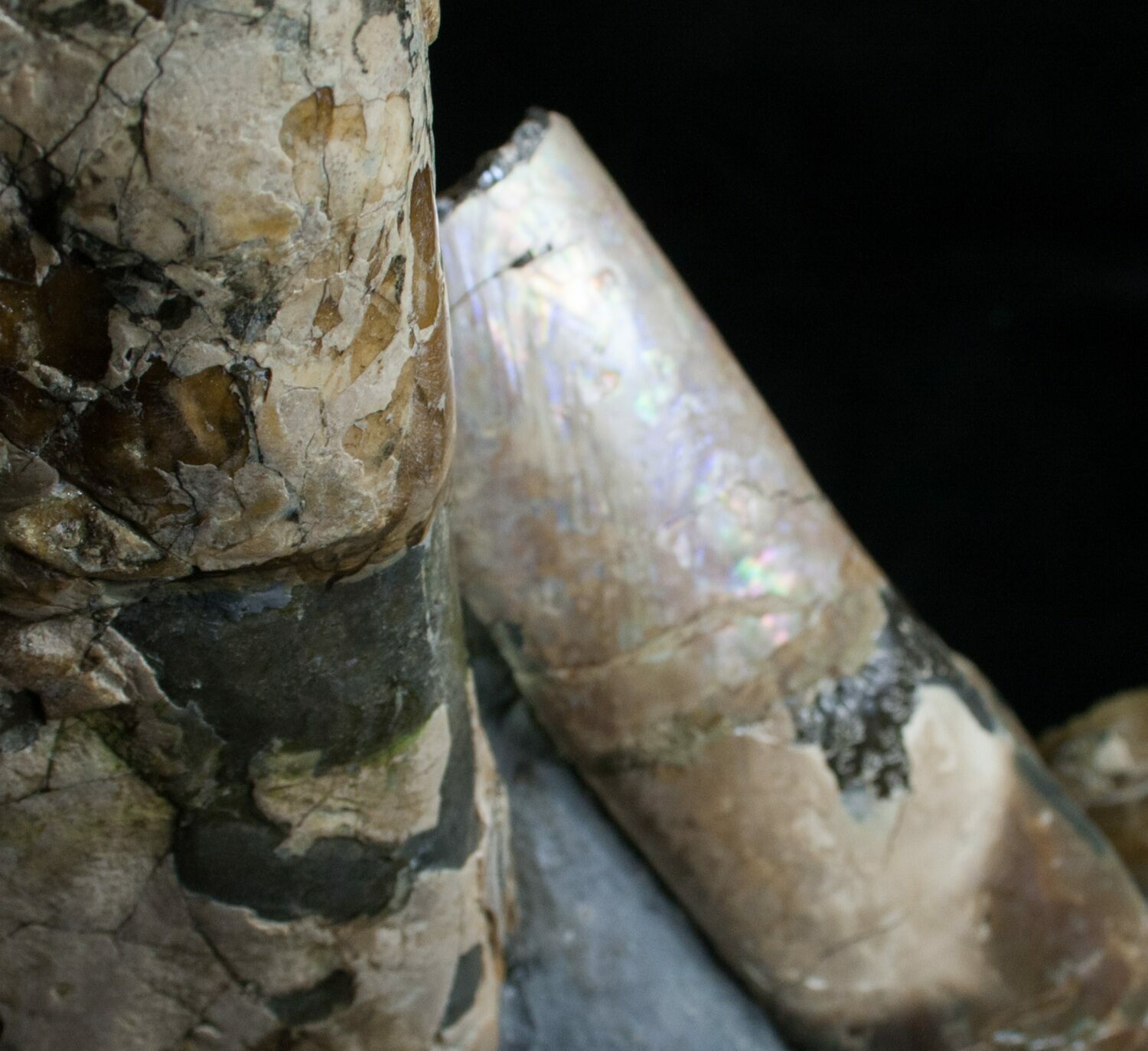 14" Baculite & Ammonite Specimen - South Dakota For Sale (#6099 ...