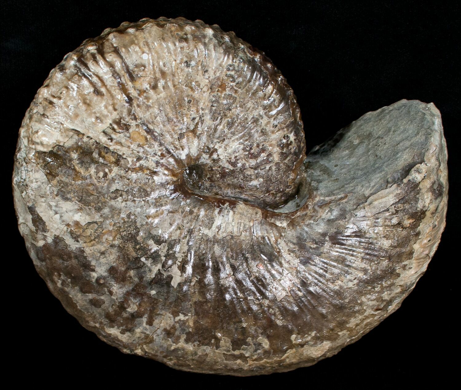 Fossils For Sale - FossilEra.com
