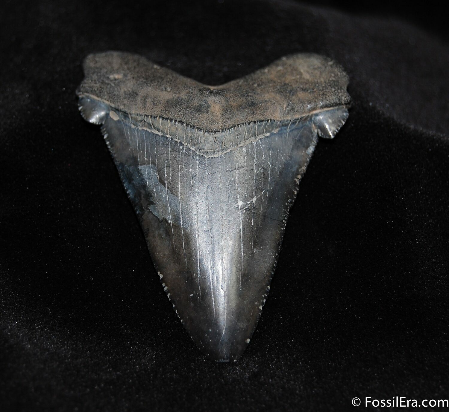 Very Large 3 inch Carcharocles Angustidens Tooth For Sale (#152 ...