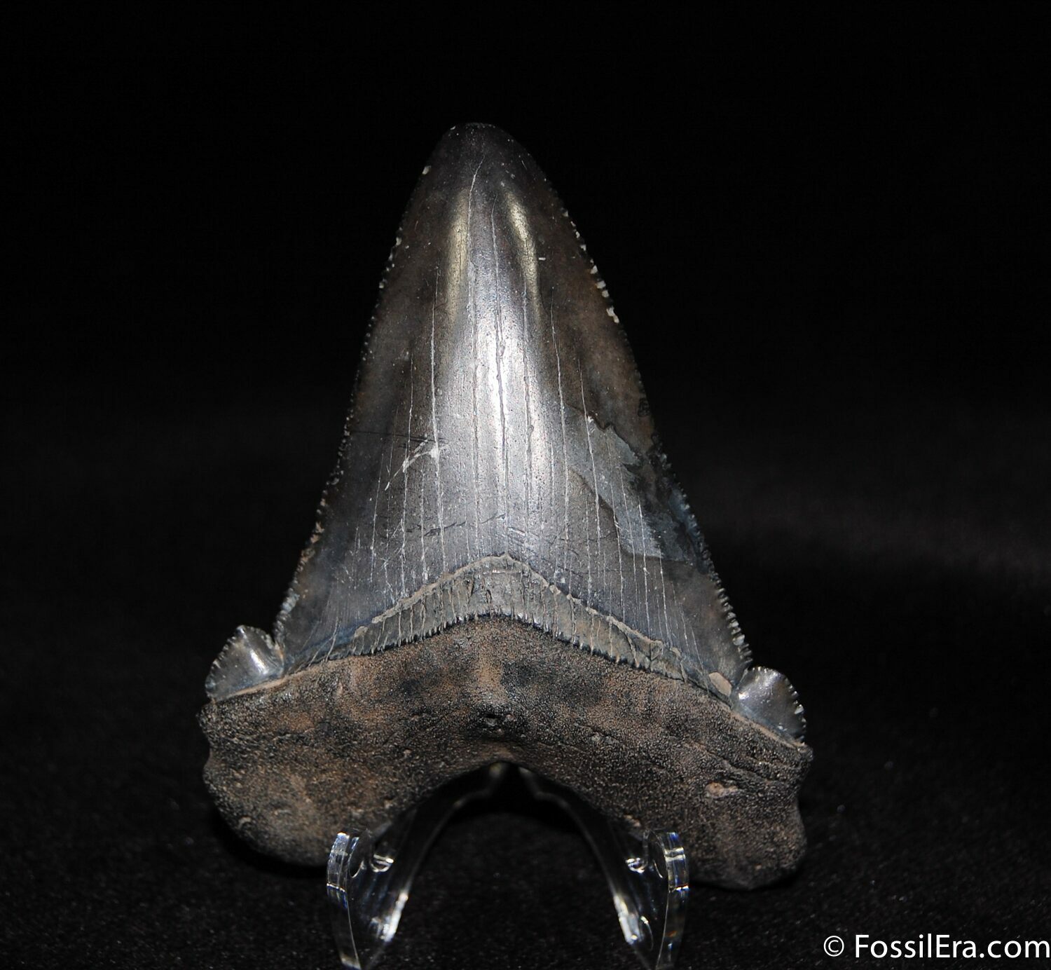 Very Large 3 inch Carcharocles Angustidens Tooth For Sale (#152 ...