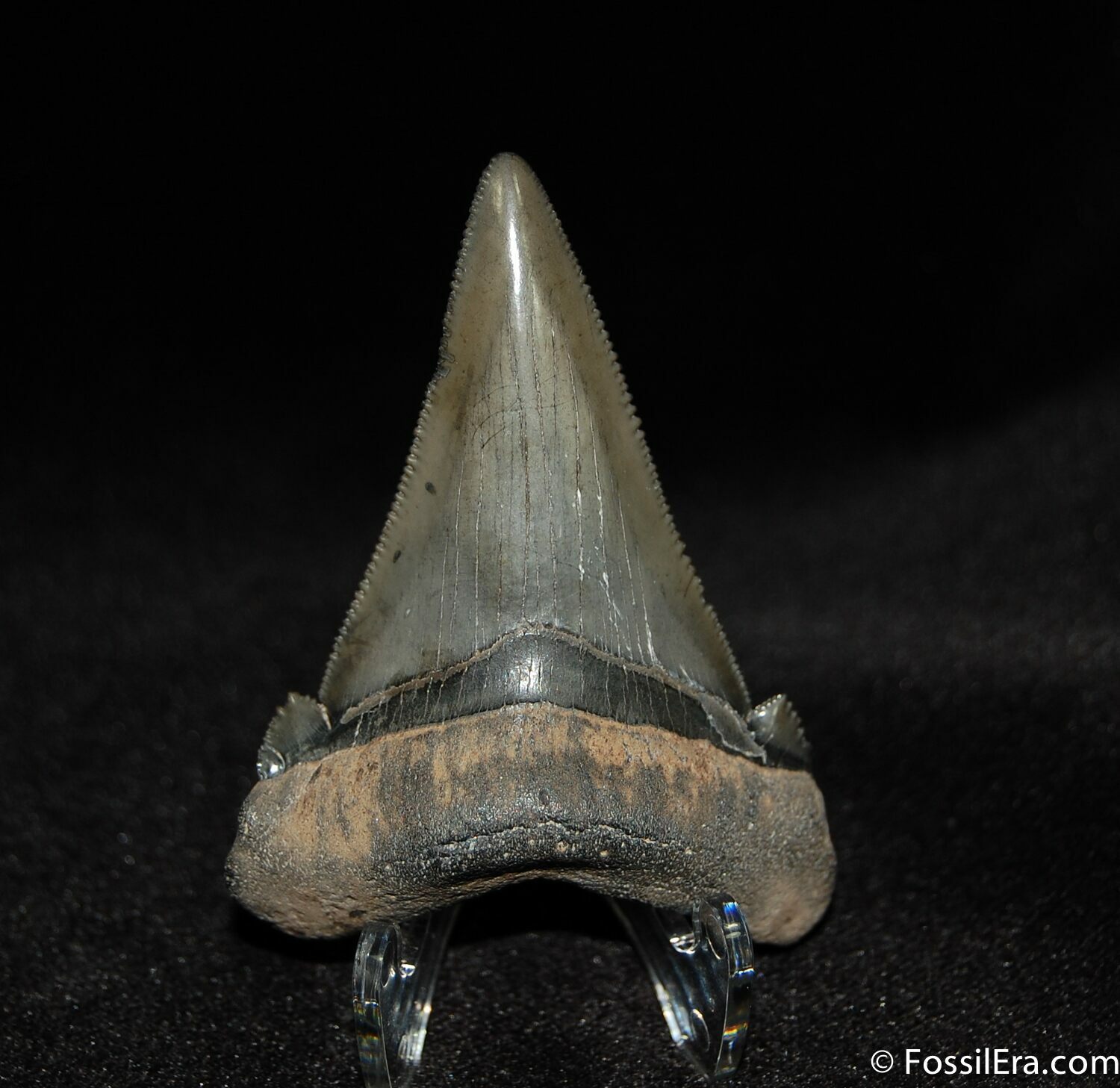 Killer Angustiden Tooth - Pre Megalodon For Sale (#154) - FossilEra.com