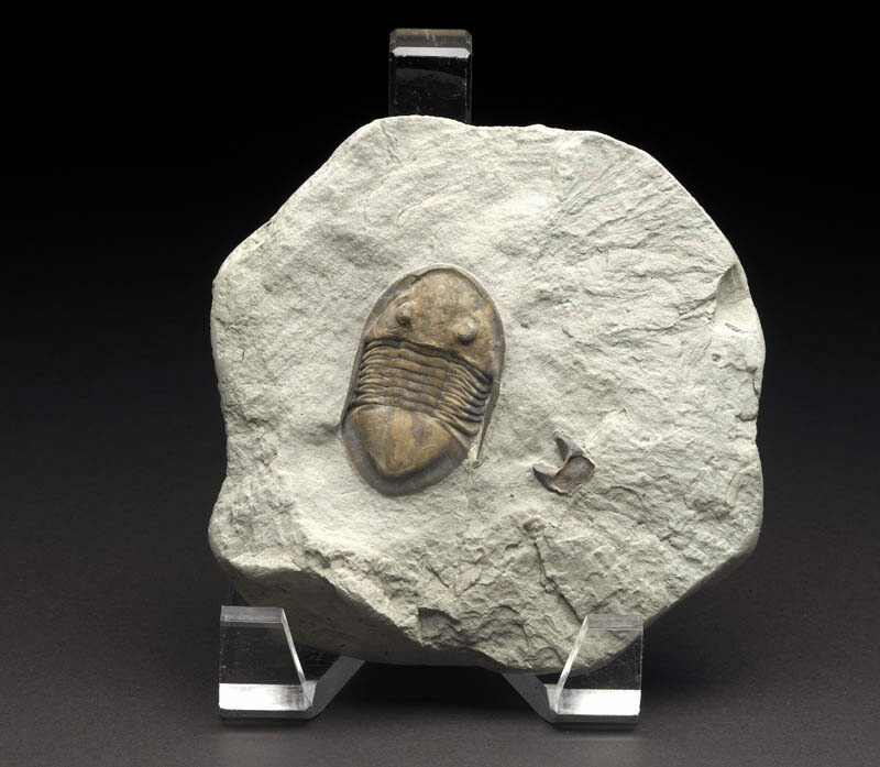 Exceptionally Isotelus Maximus With Hypostome For Sale (#6309 ...