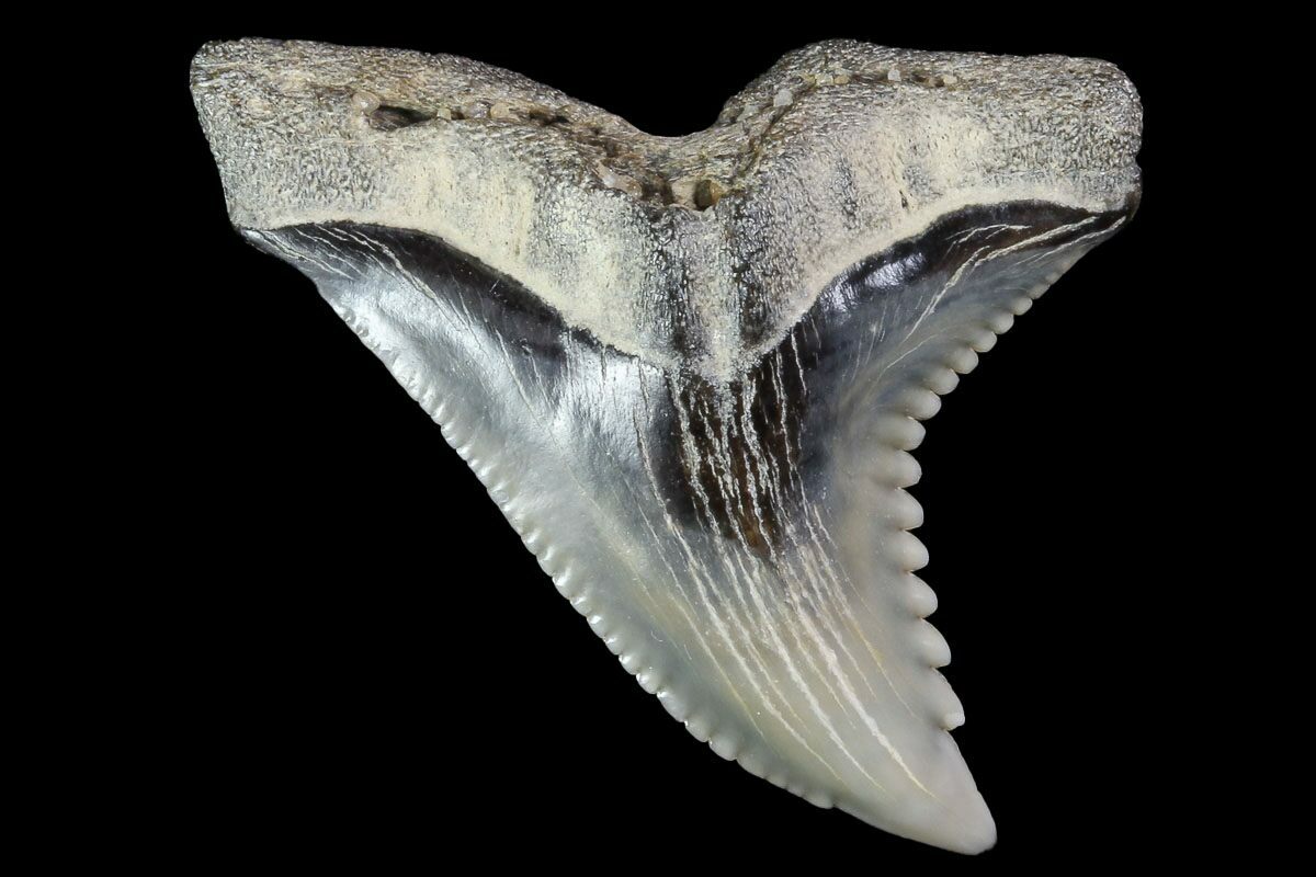 Large, 1.38" Hemipristis Shark Tooth Fossil - Virginia For Sale (#87032 ...