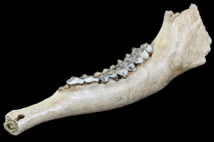 12.8" Fossil Irish Elk Jaw - Pleistocene, North Sea For Sale (#87469 ...