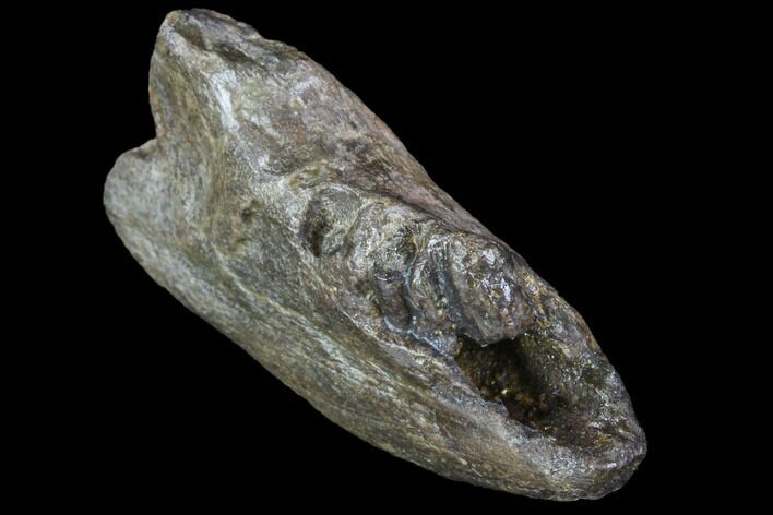 1.45" Partial Didelphodon Jaw - Cretaceous Marsupial Mammal For Sale ...