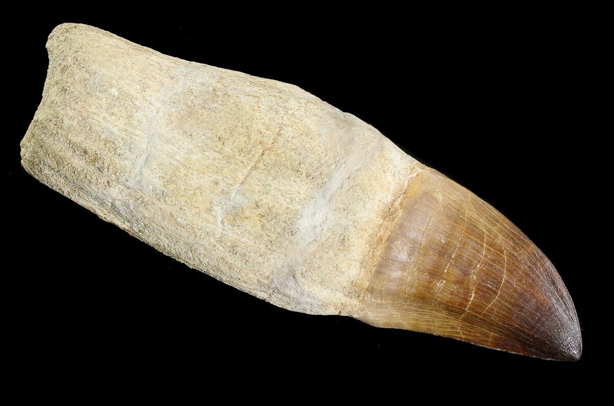 5.1" Rooted Mosasaur (Prognathodon) Tooth For Sale (#89011) - FossilEra.com