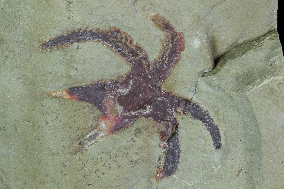 1.5" Soft-Bodied Marrellomorph (Furca) From Morocco (Pos/Neg) For Sale ...