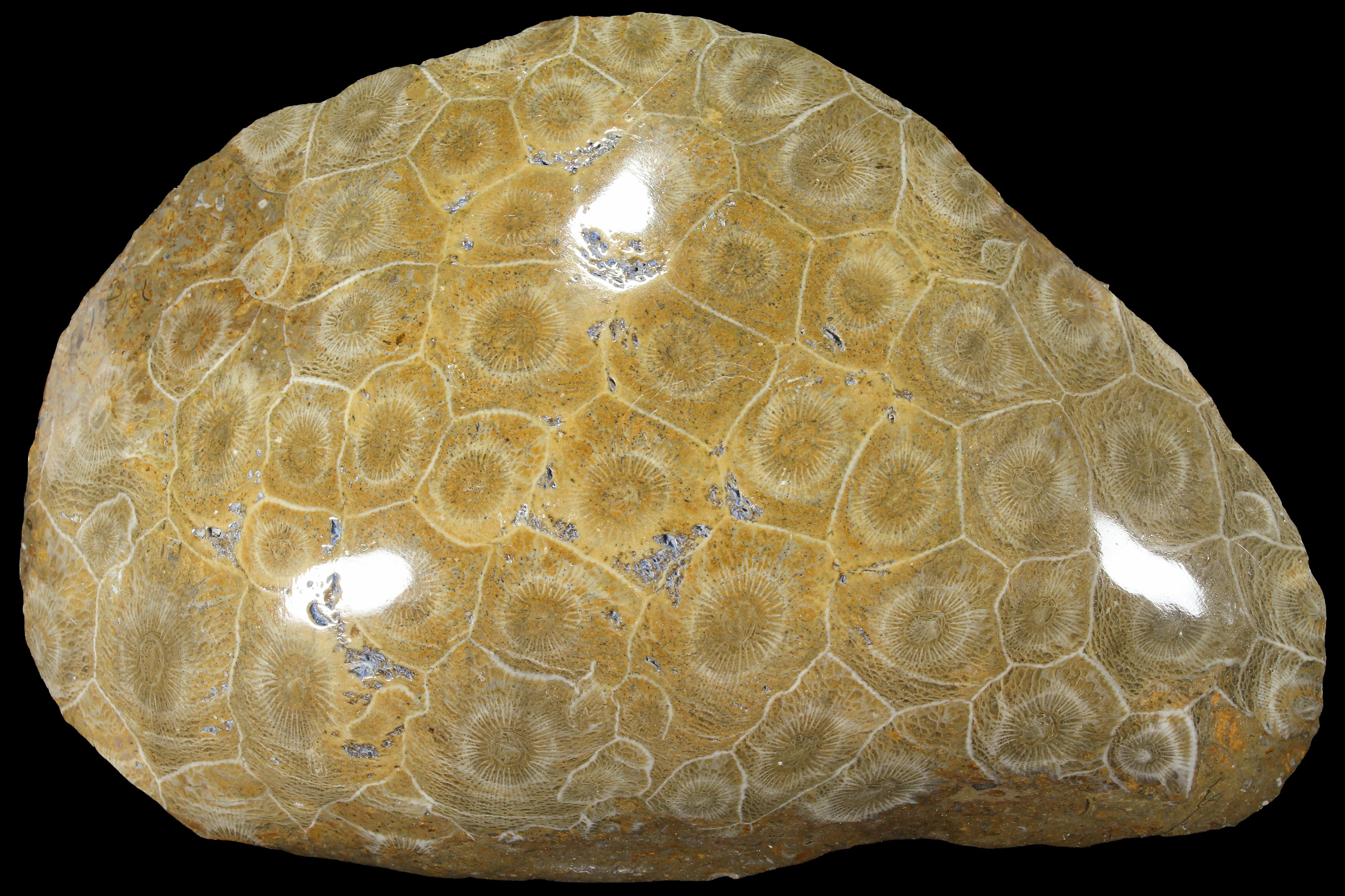 6" Polished Fossil Coral (Hexagonaria) - Morocco For Sale (#90254 ...