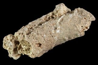 5.2" Fulgurite - "Petrified Lightning Strike" For Sale (#40872 ...