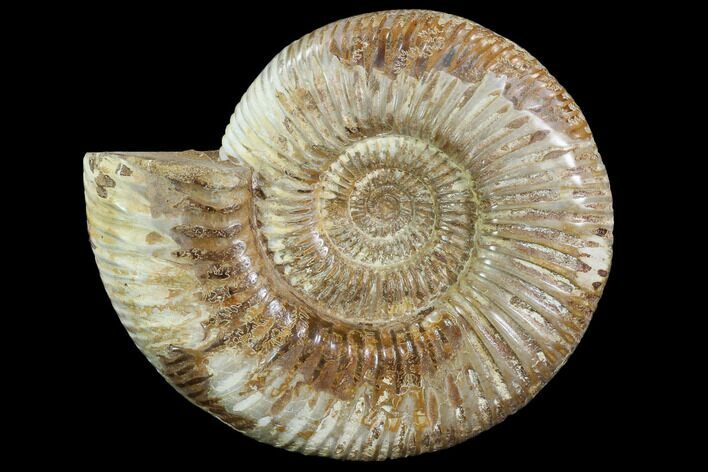 5.2" Perisphinctes Ammonite - Jurassic For Sale (#90447) - FossilEra.com