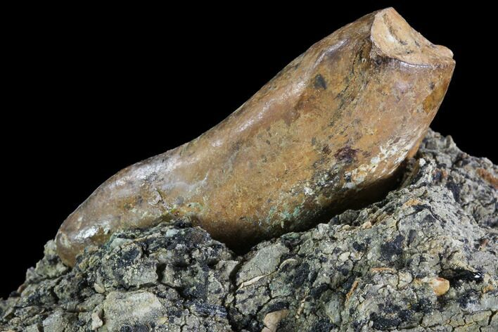 1.8" Fossil Crocodile Coprolite In Rock - Aguja Formation, Texas For ...
