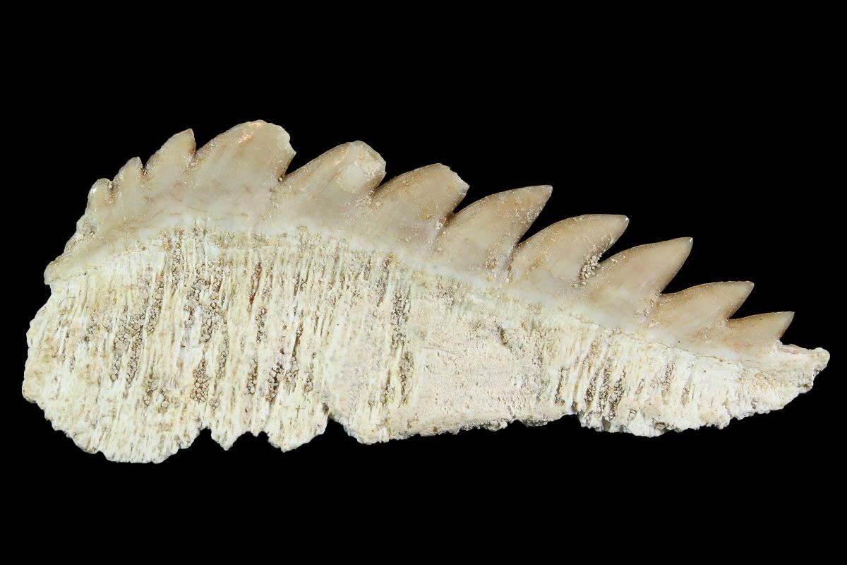 1.7" Fossil Cow Shark (Hexanchus) Tooth - Morocco For Sale (#92618 ...