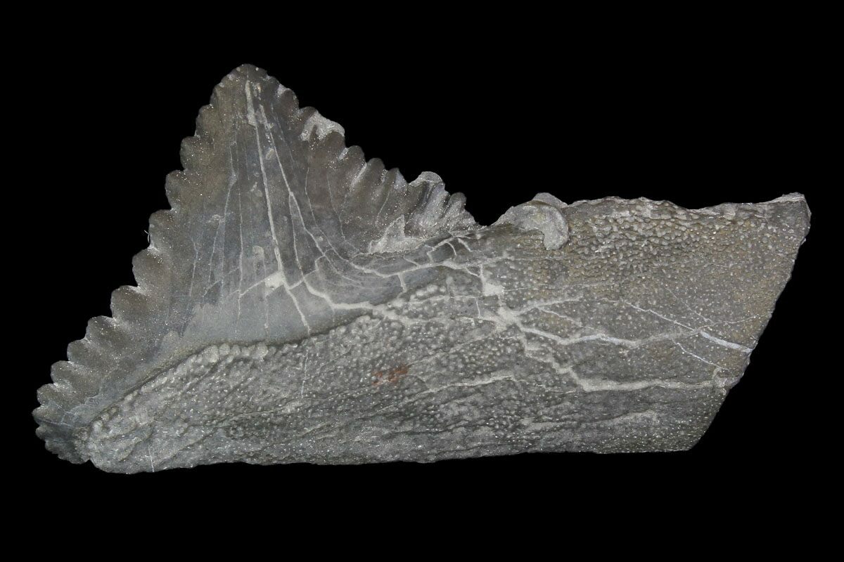Bizarre Edestus Shark Tooth In Jaw Section - Carboniferous For Sale ...