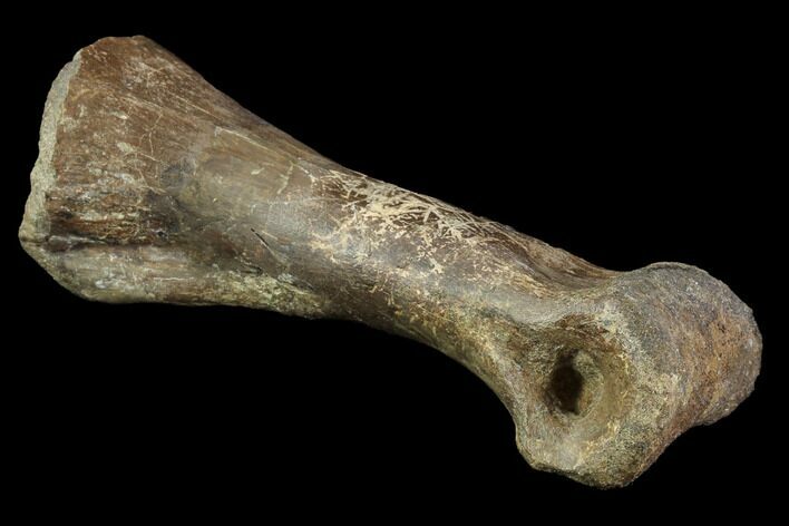 4.4" Anzu Raptor Toe Bone - Montana For Sale (#94009) - FossilEra.com