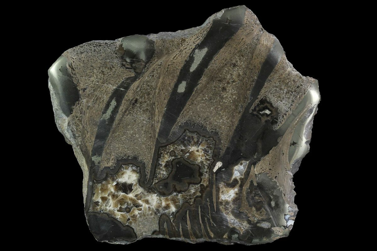 Reptile, Amphibians & Synapsids Fossils For Sale - FossilEra.com