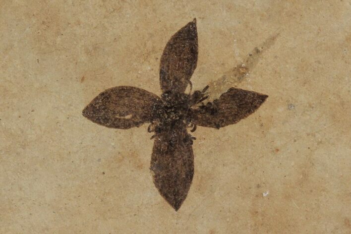 Delicate Fossil Flower With Stamen - Green River Formation, Utah For ...
