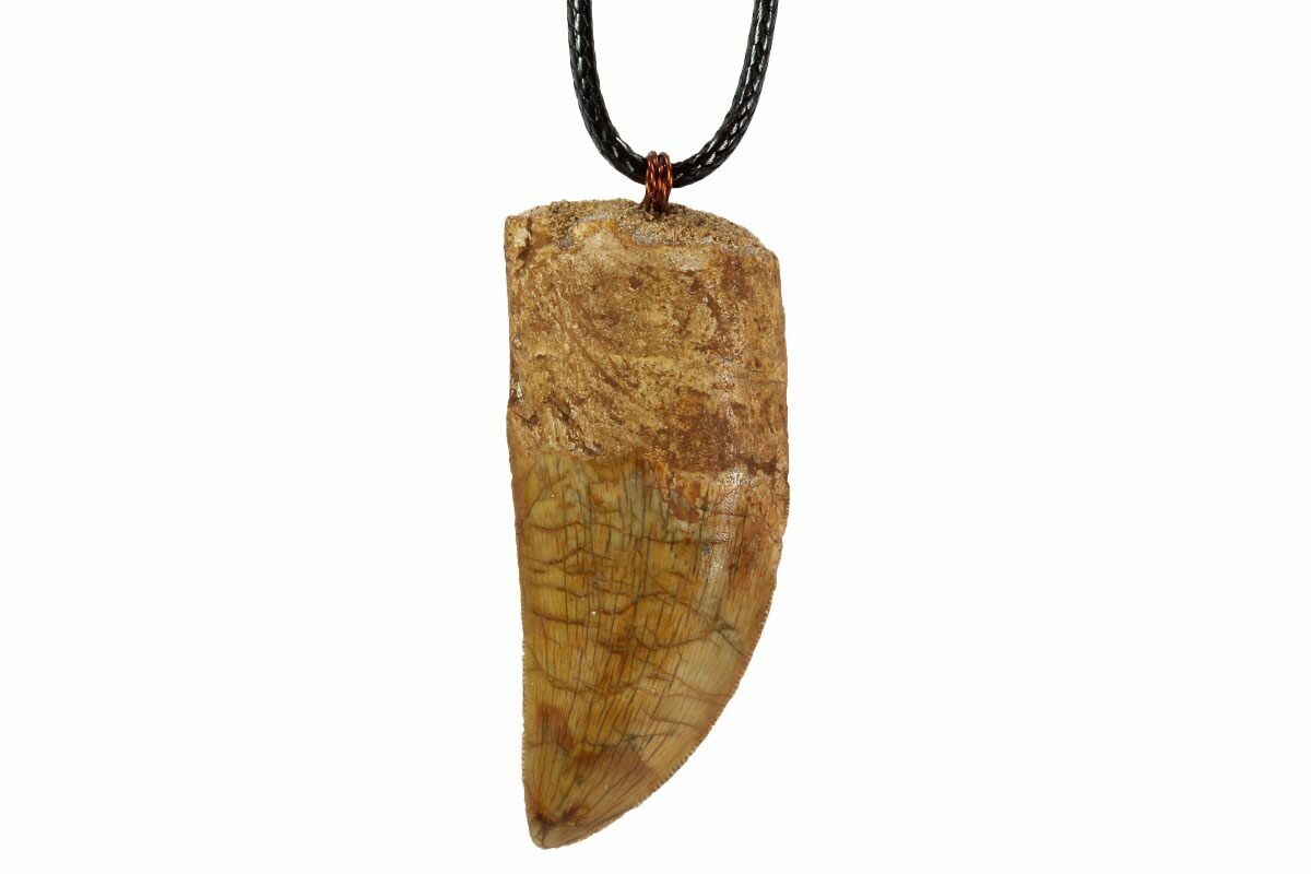 Real Dinosaur Tooth (Carcharodontosaurus) Necklace For Sale (#96073 ...