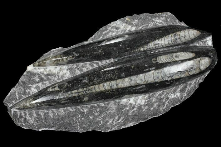 Polished Orthoceras (Cephalopod) Fossils - Morocco For Sale (#96649 ...