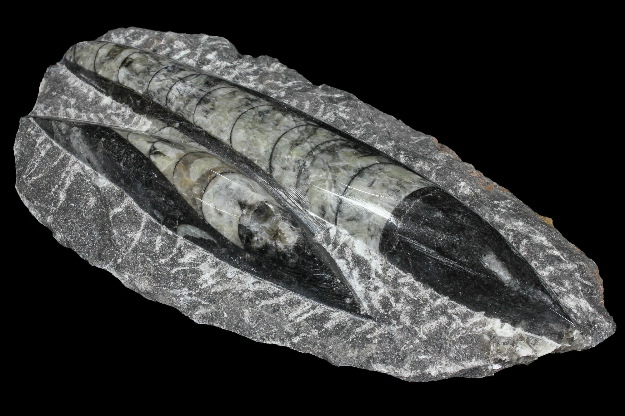 Polished Orthoceras (Cephalopod) - Morocco For Sale (#96650 ...