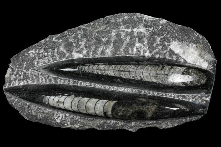 Polished Orthoceras (Cephalopod) Fossils - Morocco For Sale (#96651 ...