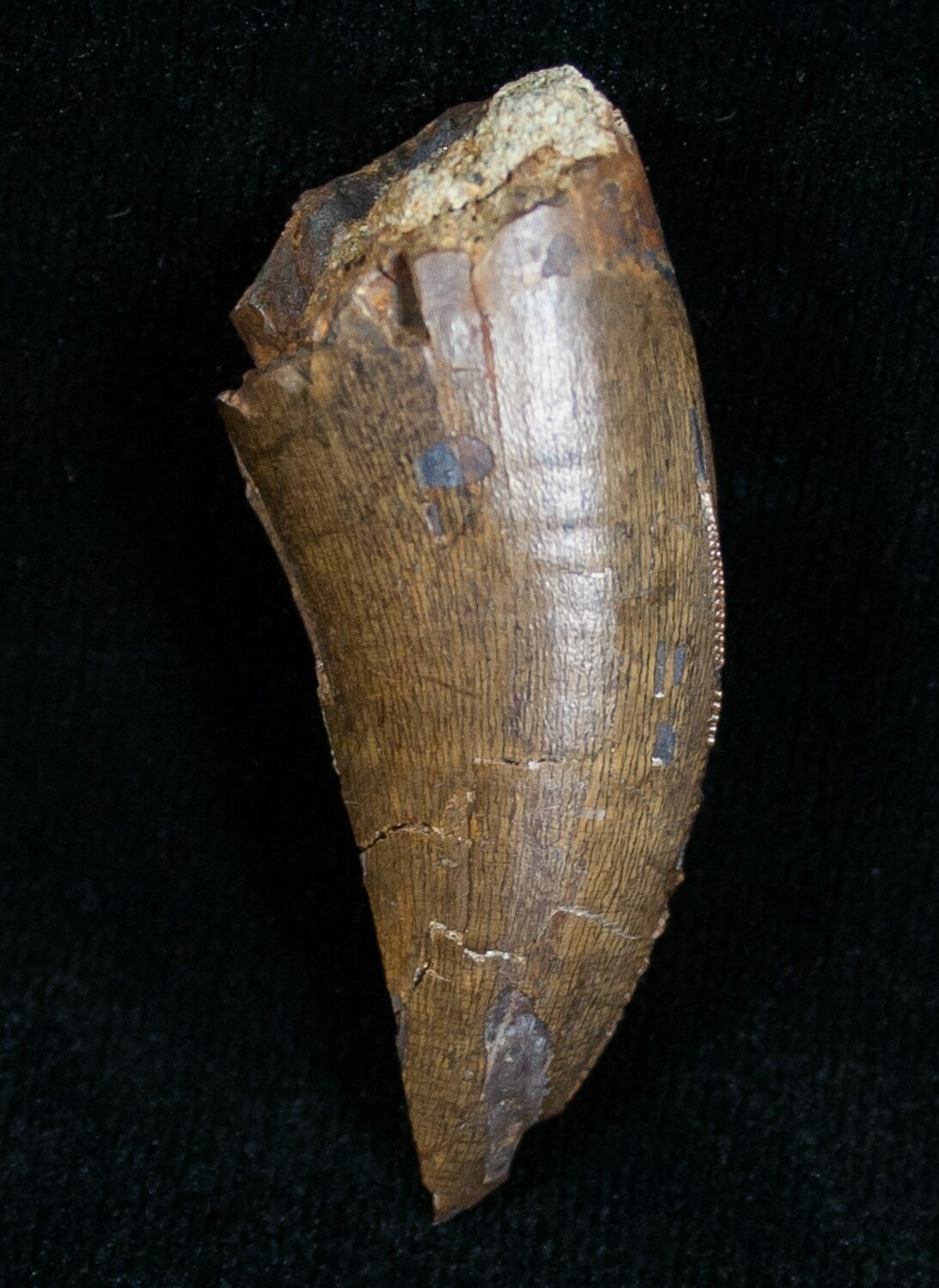 Large 1.69" Albertosaurus Tooth - Montana For Sale (#6946) - FossilEra.com
