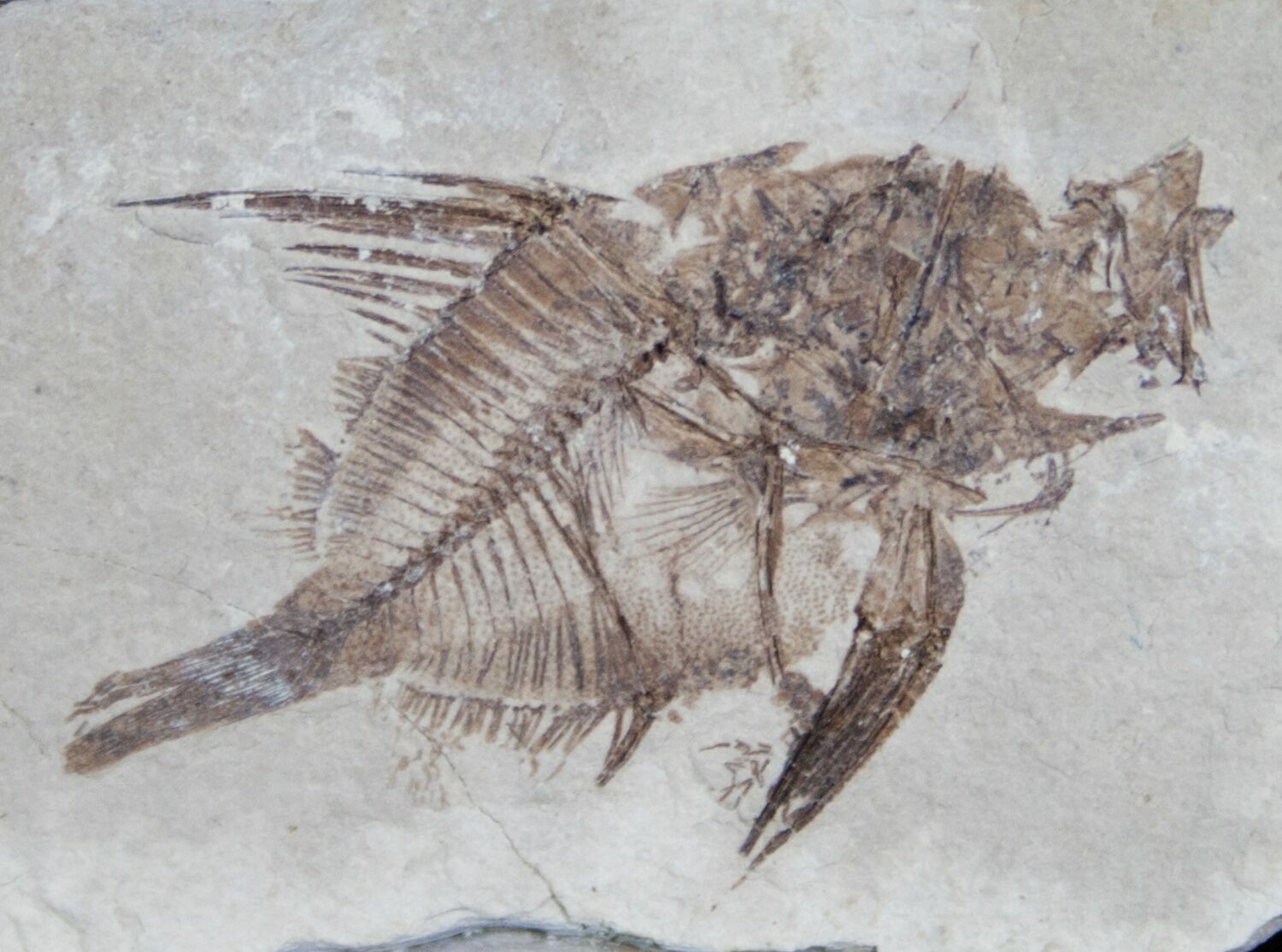 Capros Fish Fossil With Aspiration!!! - Died Eating For Sale (#6962 ...