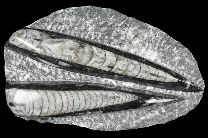 Polished Orthoceras (Cephalopod) Fossils - Morocco For Sale (#96623 ...